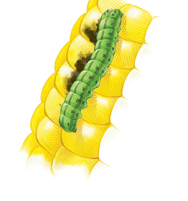 Corn Earworm